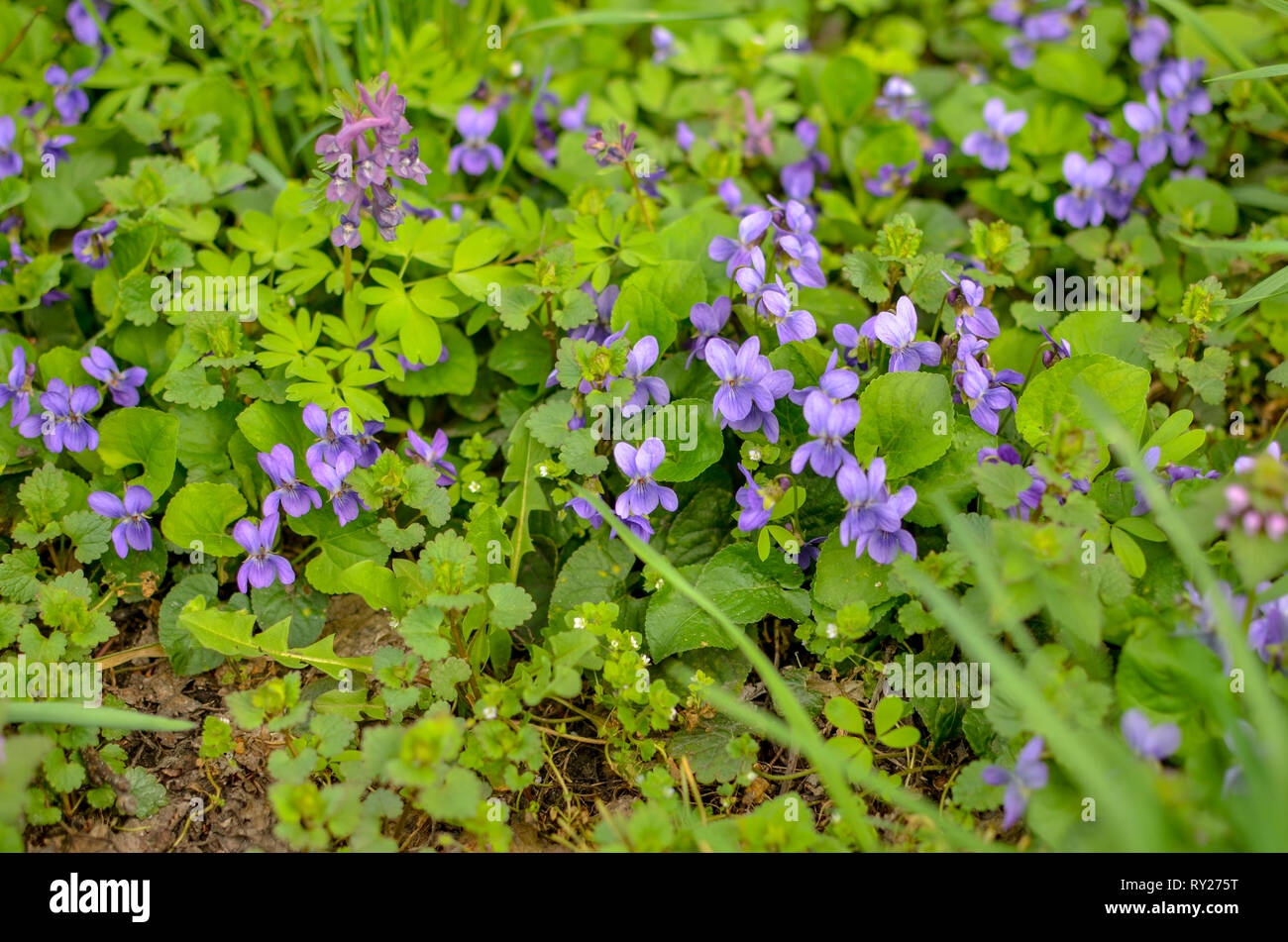 Closeup violet flower hi-res stock photography and images - Alamy