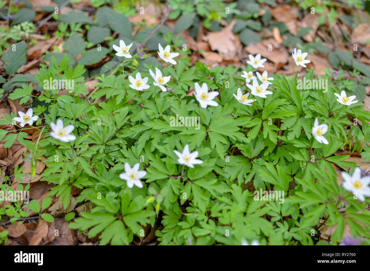 Small yellow anemone ranunculoides hi-res stock photography and images ...