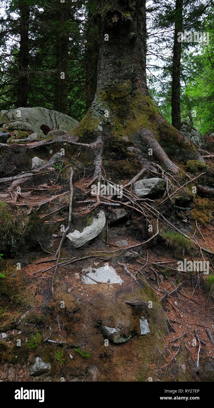 Fibrous roots above the ground of an old tree with large trunk and ...