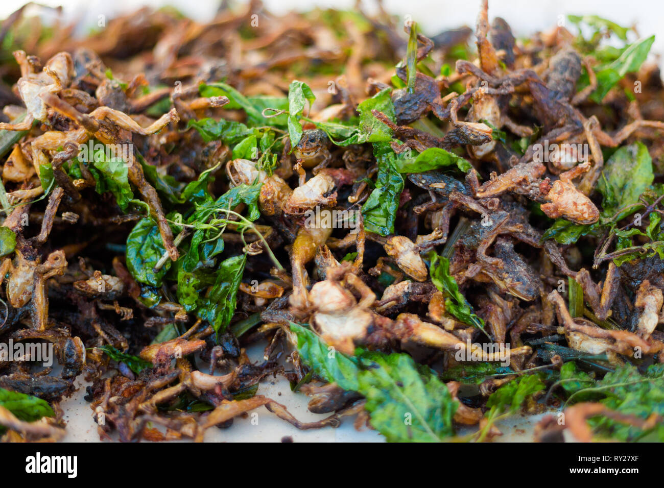 Fresh prepared asian hot deep fried small frogs served with holy basil ...