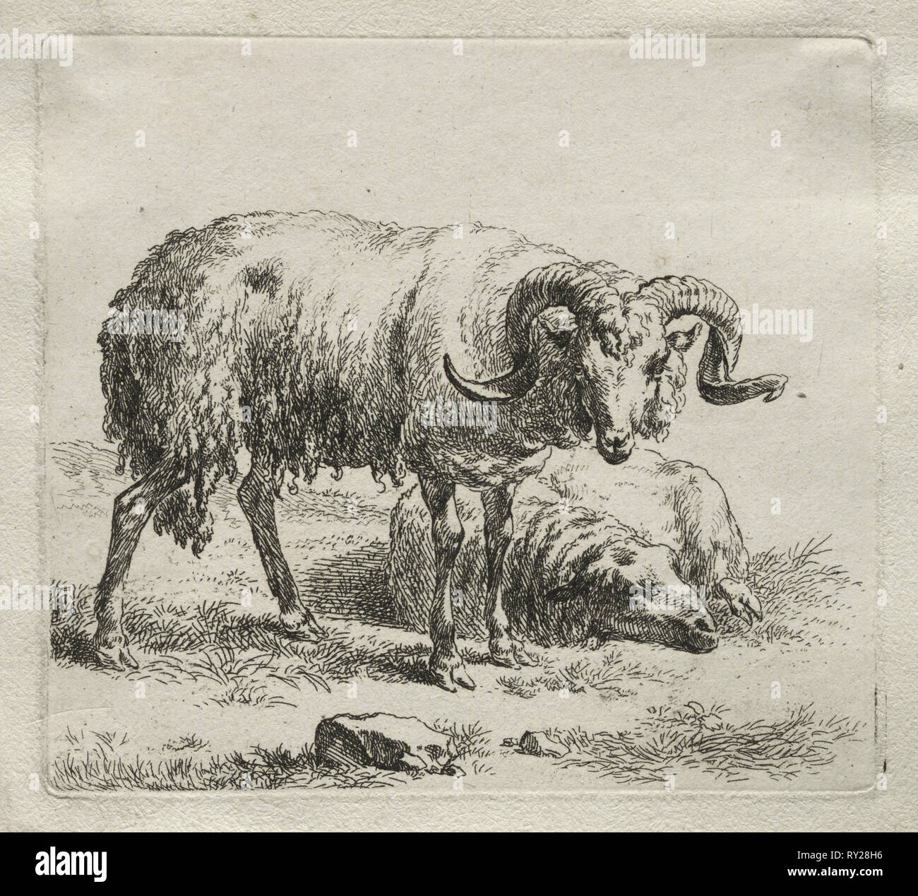 Ram and Sheep. Nicolaes Berchem (Dutch, 1620-1683). Etching Stock Photo ...