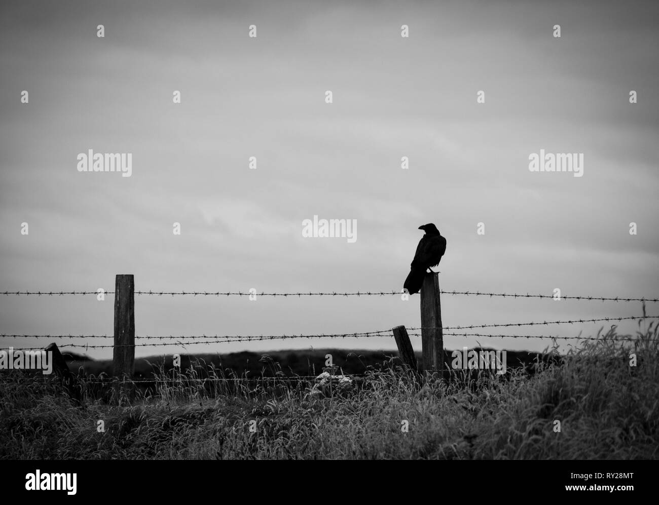 An old rook sitting on a fence Stock Photo - Alamy