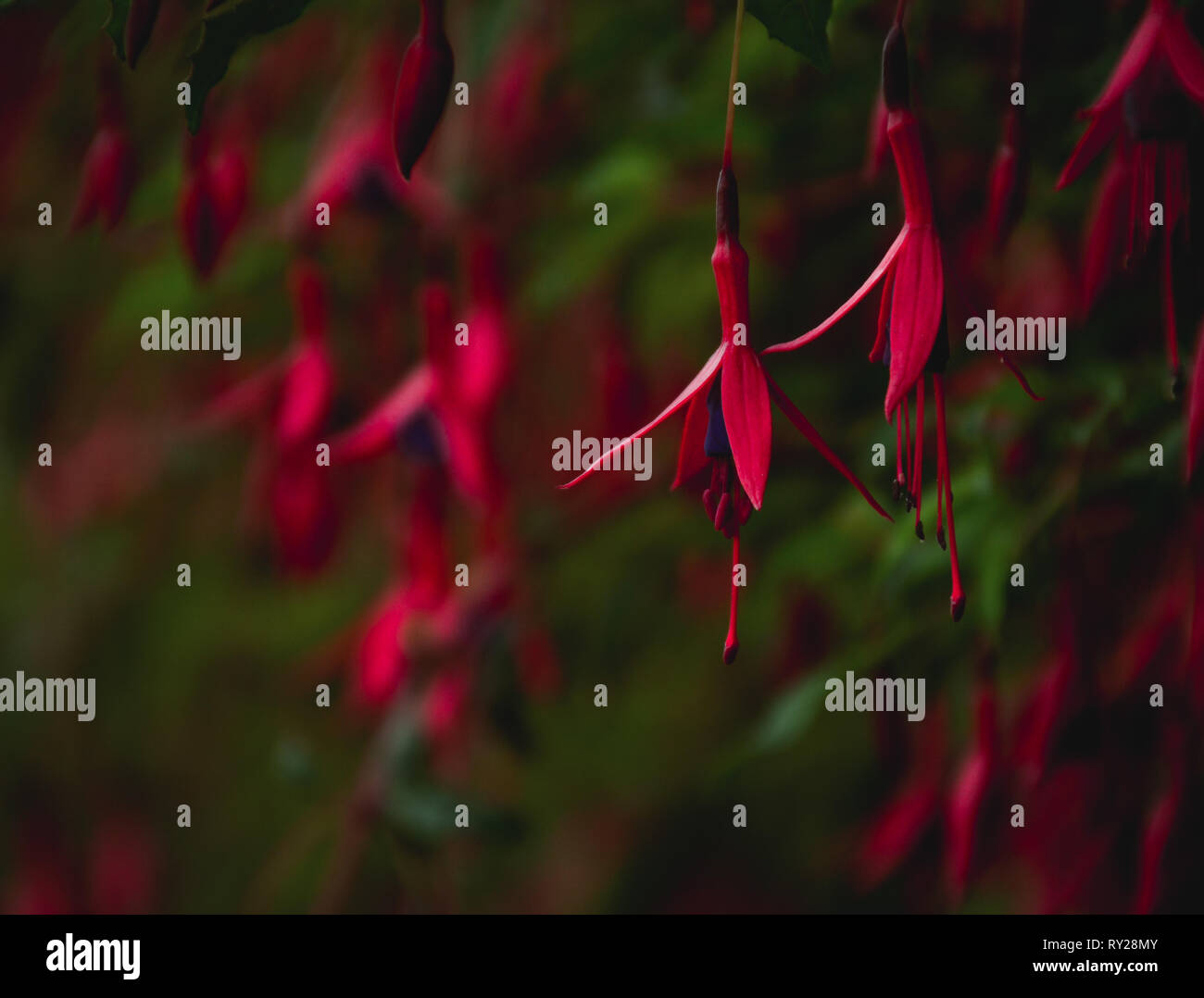 Flower zoom hi-res stock photography and images - Alamy