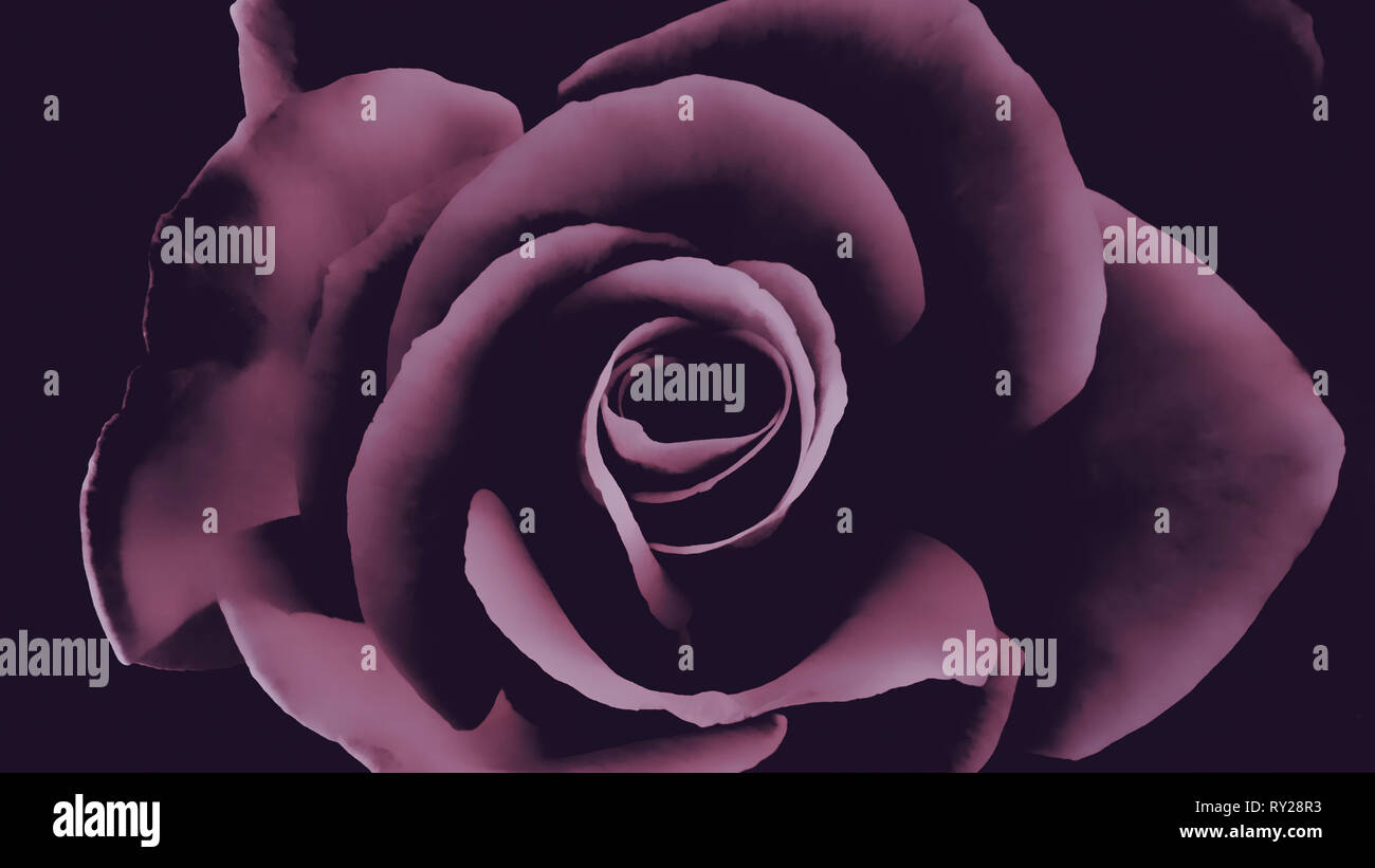 Dusky pink and black color effect over a stylized garden rose, concept ...