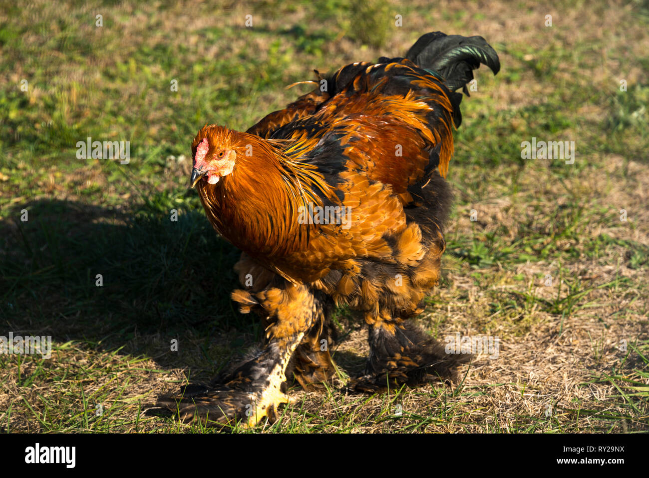 Brahma feathers hi-res stock photography and images - Alamy