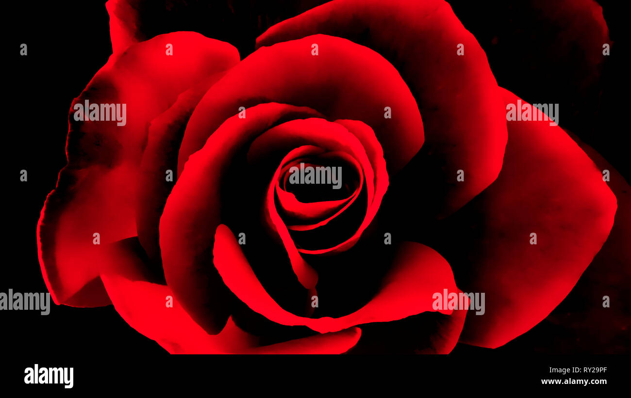 Black and red filter effect of a garden rose, conceptualized as an ...