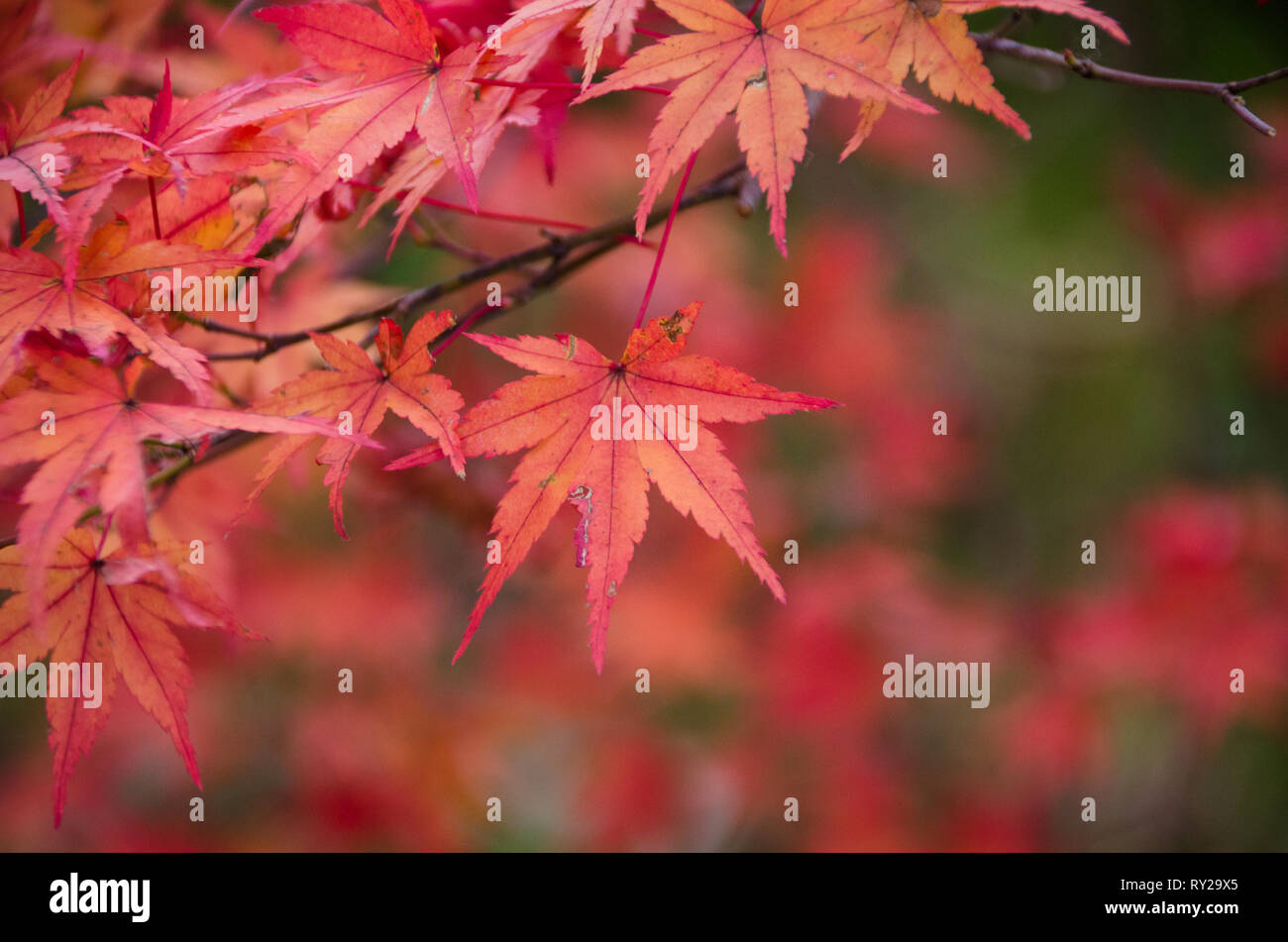 Universe of colors hi-res stock photography and images - Alamy