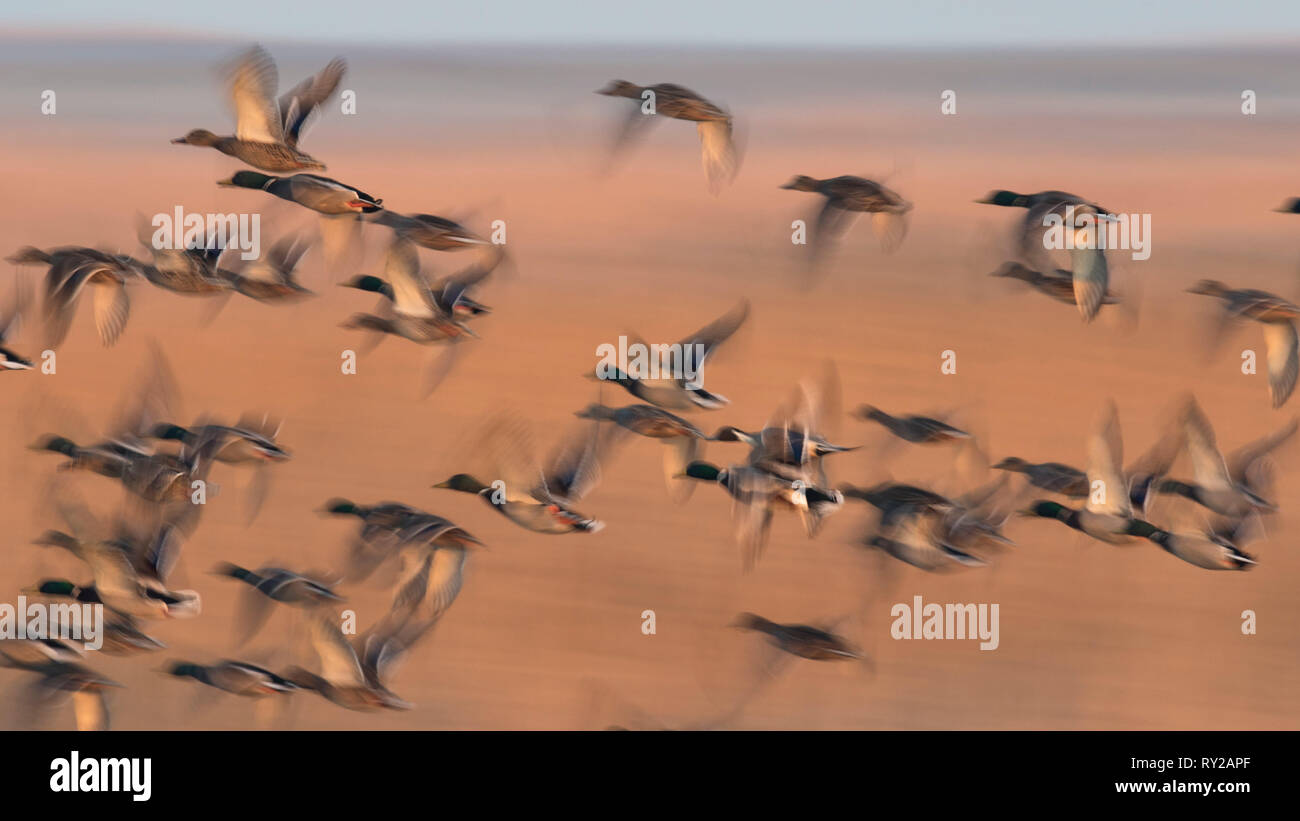 Flock Of Mallards Flying High Resolution Stock Photography and Images ...