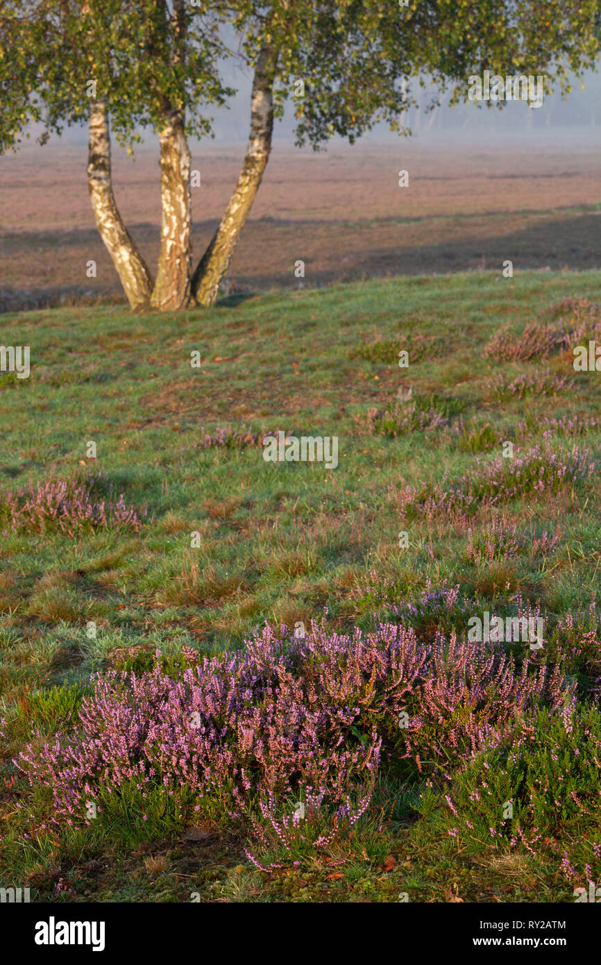 Common Heater, Calluna vulgaris, Westrup Heathland, North Rhine ...