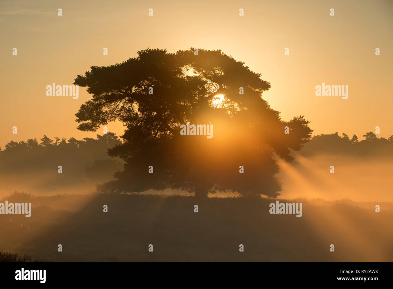 Westphalia lighting mood hi-res stock photography and images - Alamy