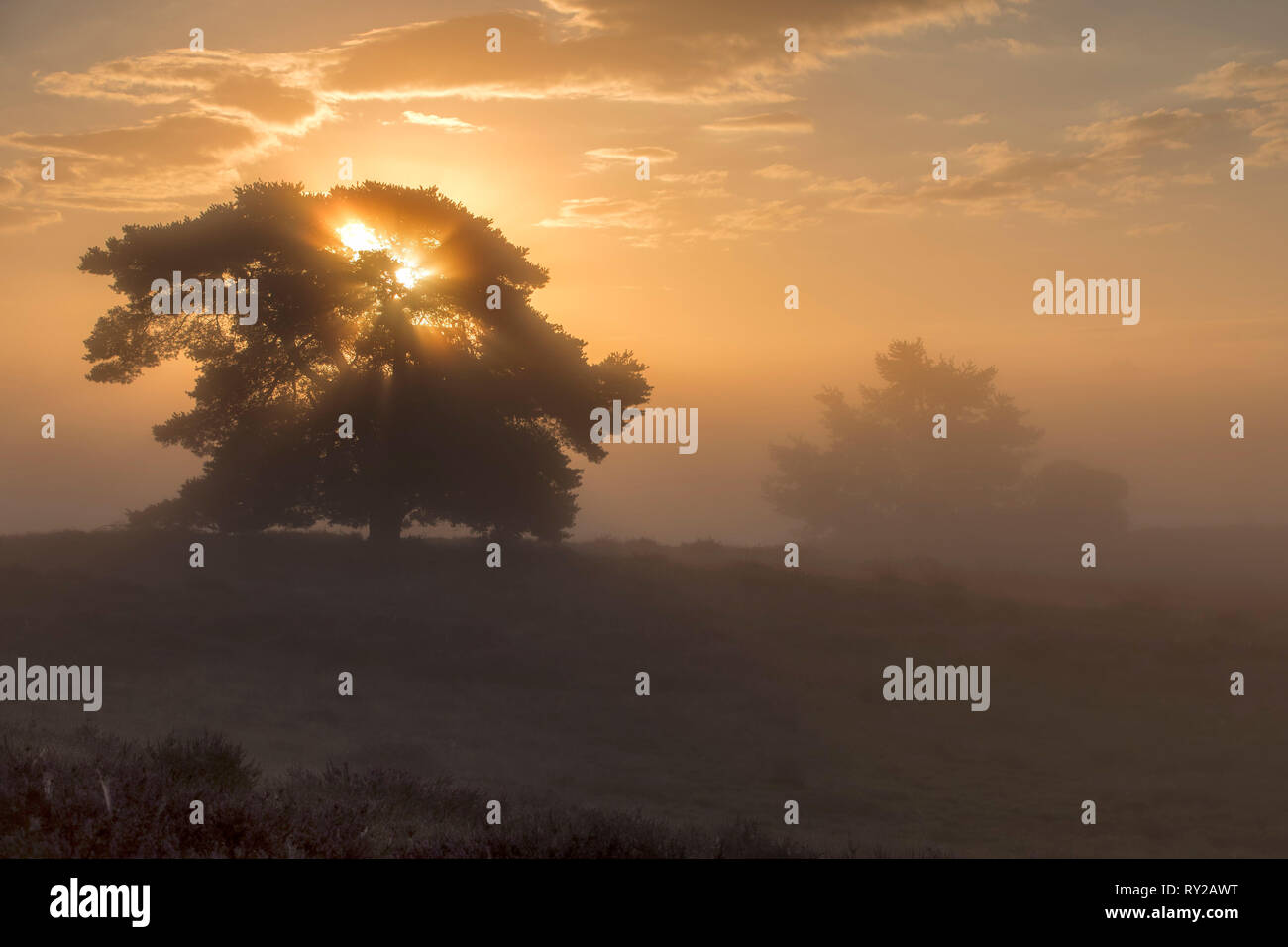 Heathland summer hi-res stock photography and images - Alamy