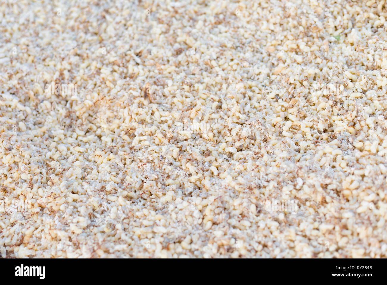 Maggots On Food High Resolution Stock Photography and Images - Alamy