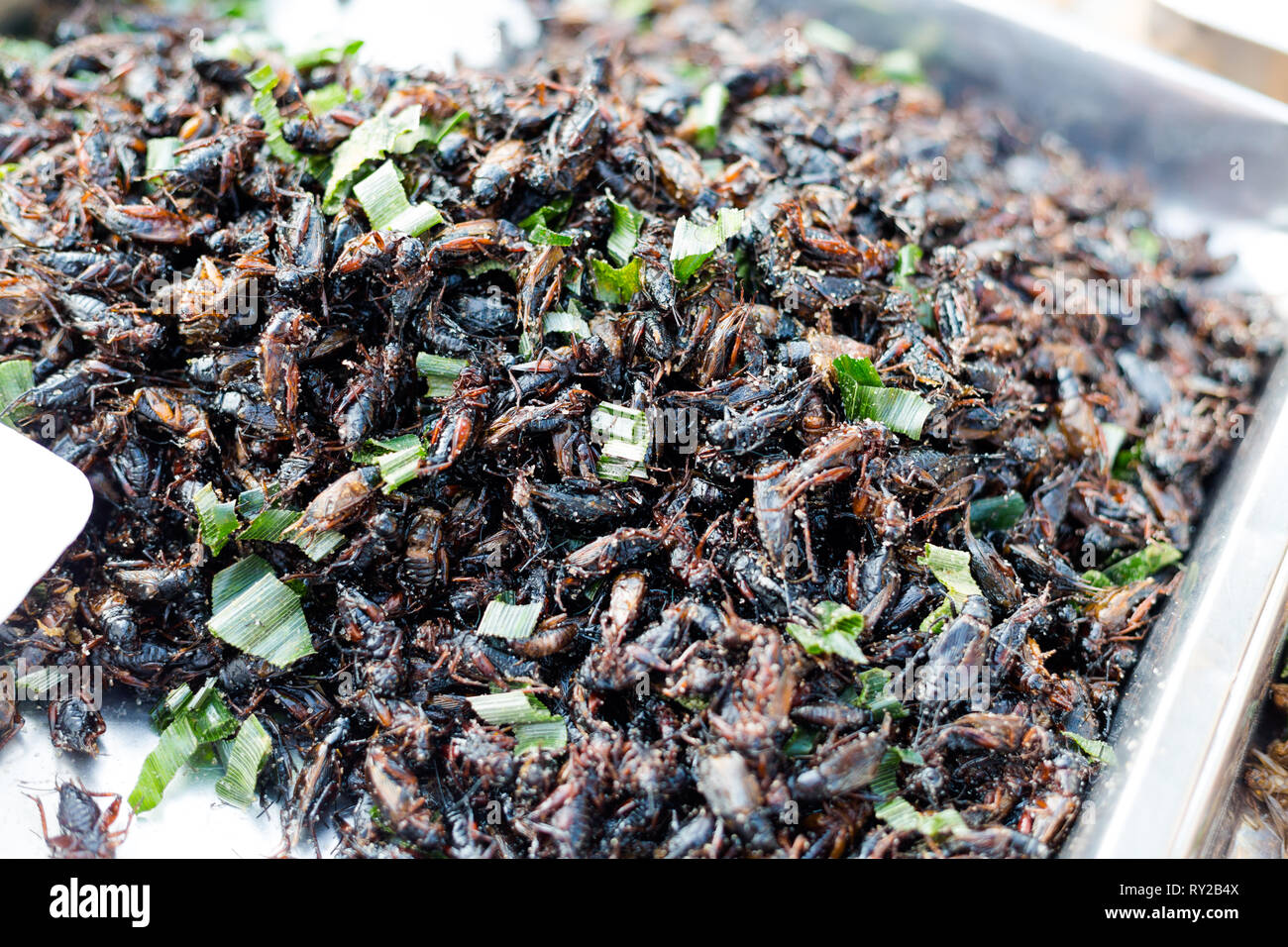 Fried crickets dish hi-res stock photography and images - Alamy