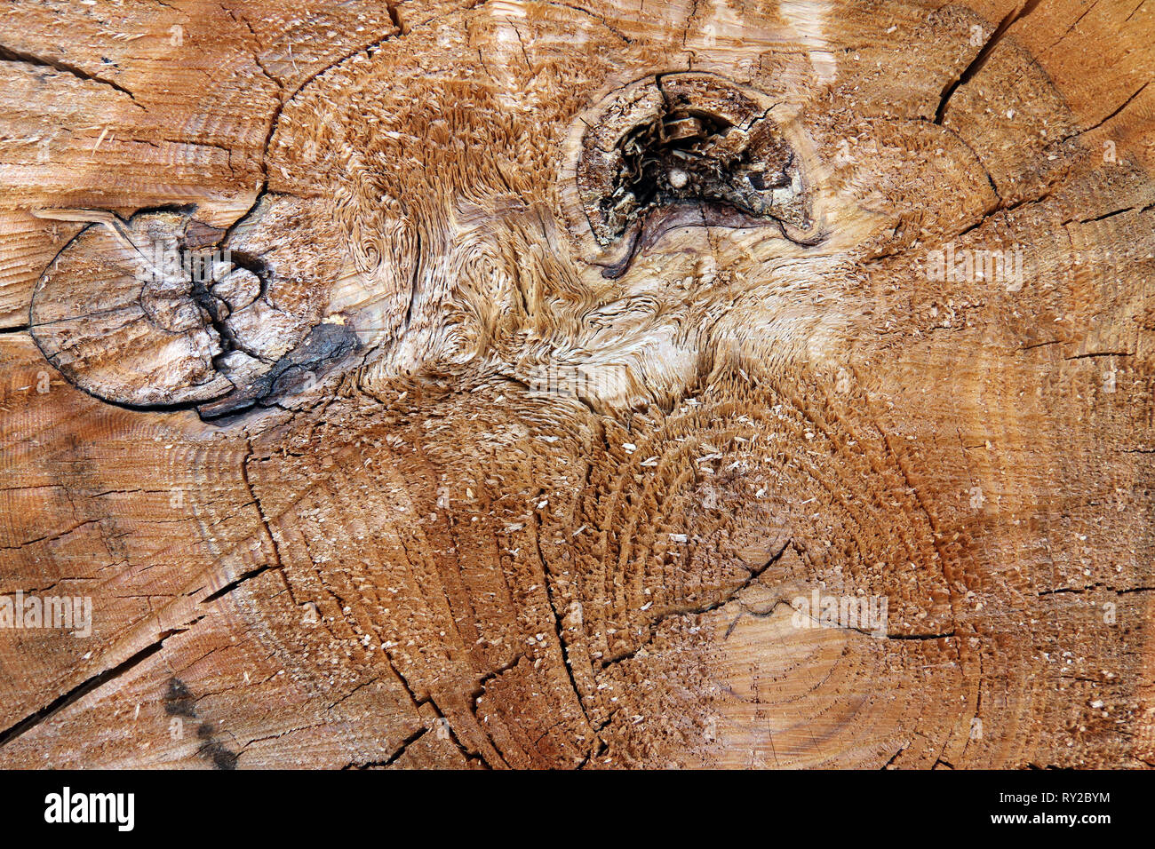 Detail of the cut tree trunk - annular rings Stock Photo - Alamy