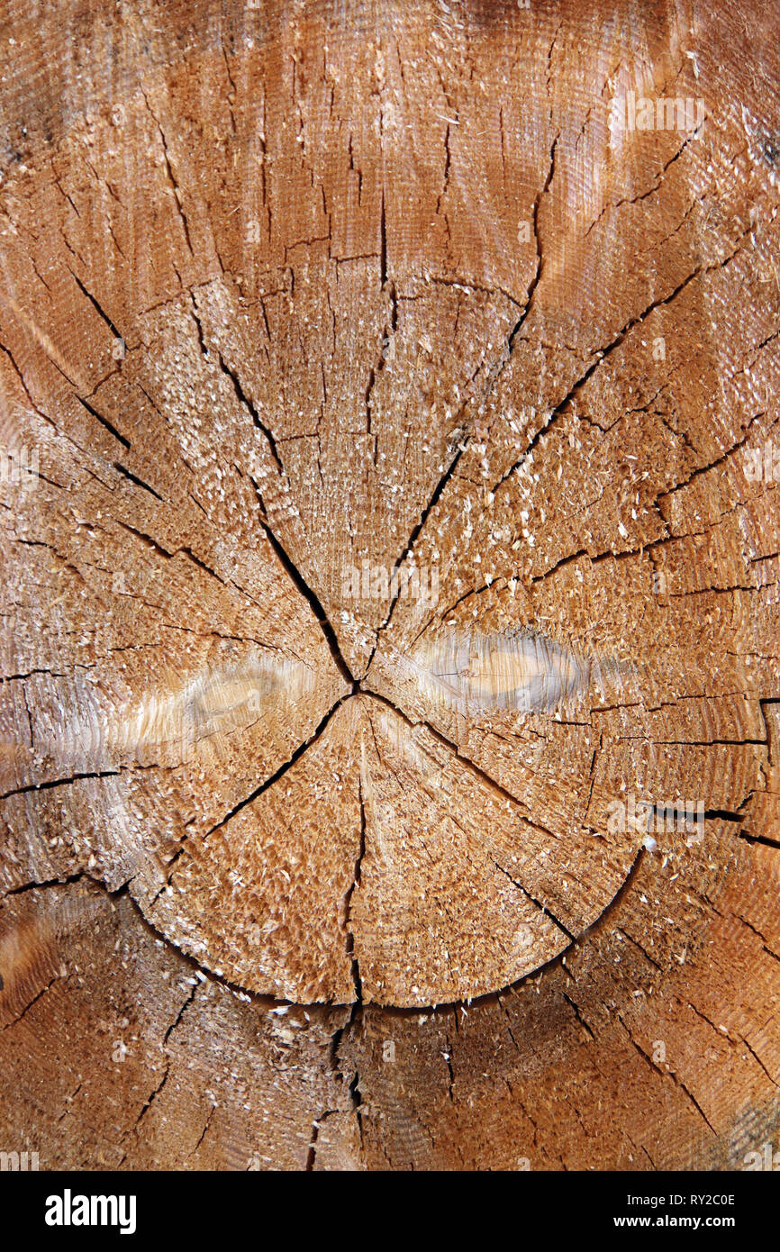 Detail of the cut tree trunk - annular rings - laughing Stock Photo - Alamy