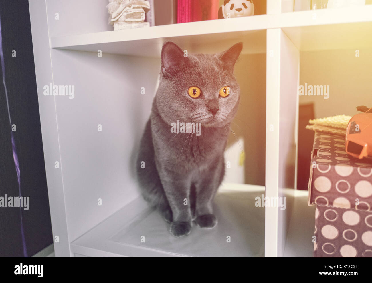 british cat on bookshelf Stock Photo - Alamy