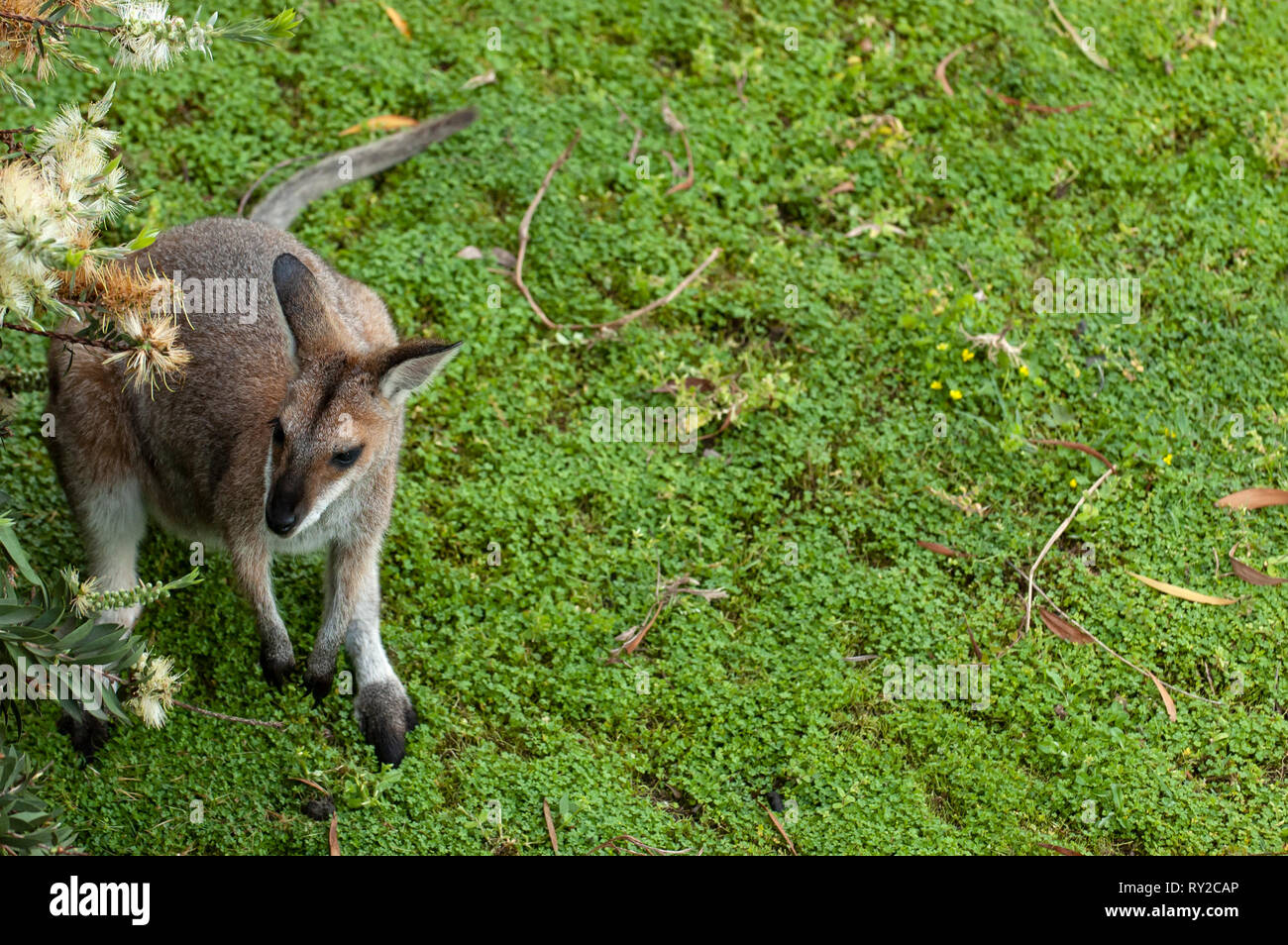 Pretty face wallaby hi-res stock photography and images - Alamy