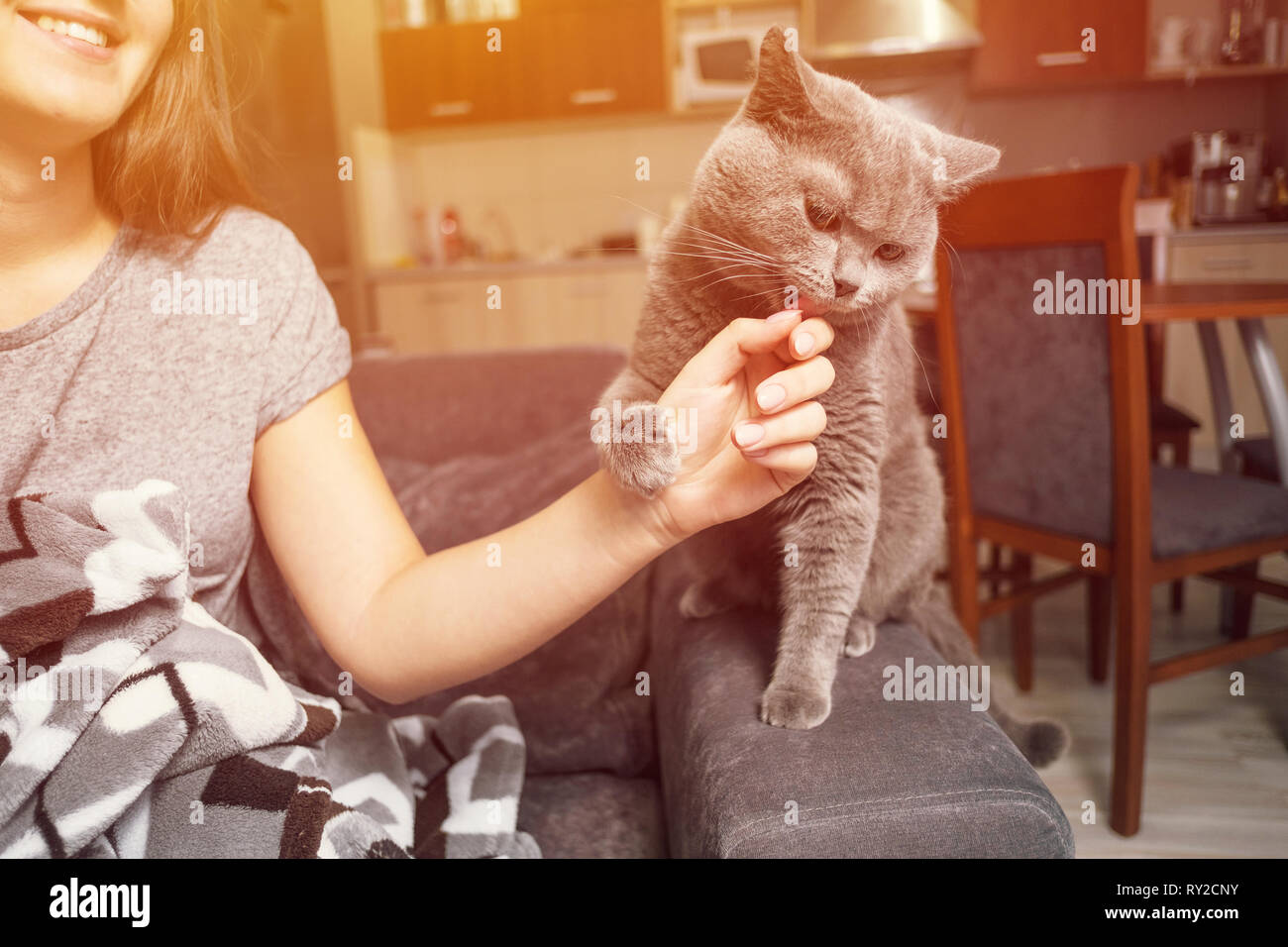 cat caresses about the hand of woman, close up, owner is stroking cat ...