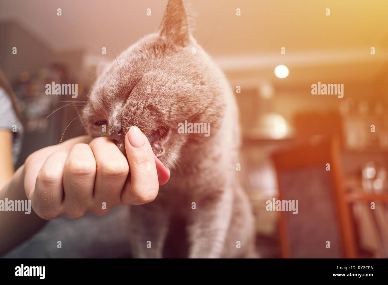 cat caresses about the hand of woman, close up, owner is stroking cat ...