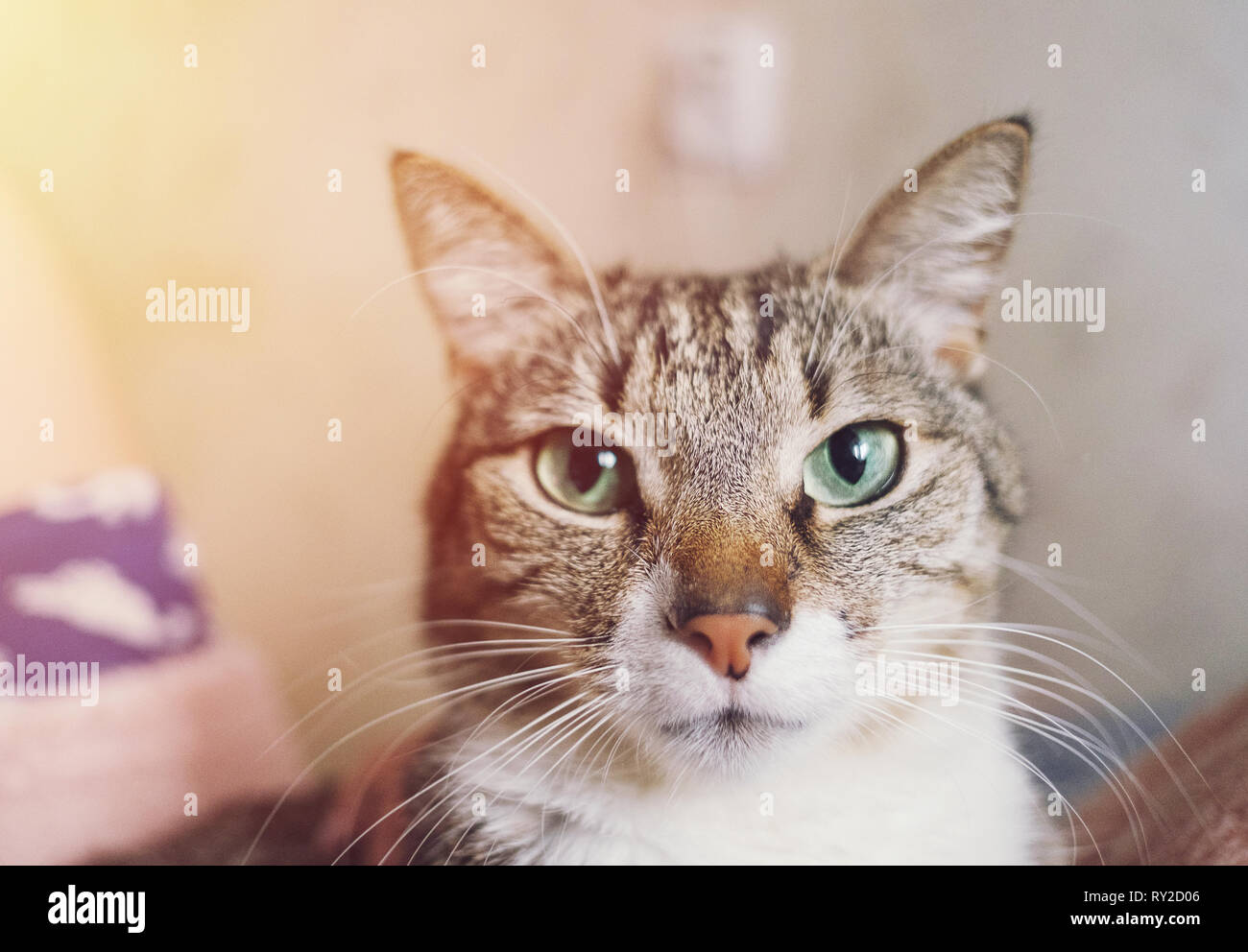 funny face of cat Stock Photo - Alamy