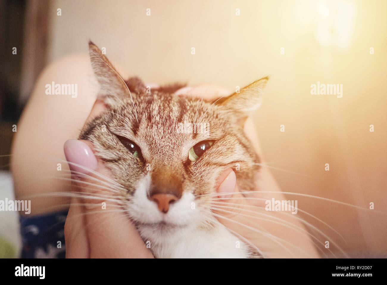 funny face of cat, boss is messing with cat Stock Photo - Alamy