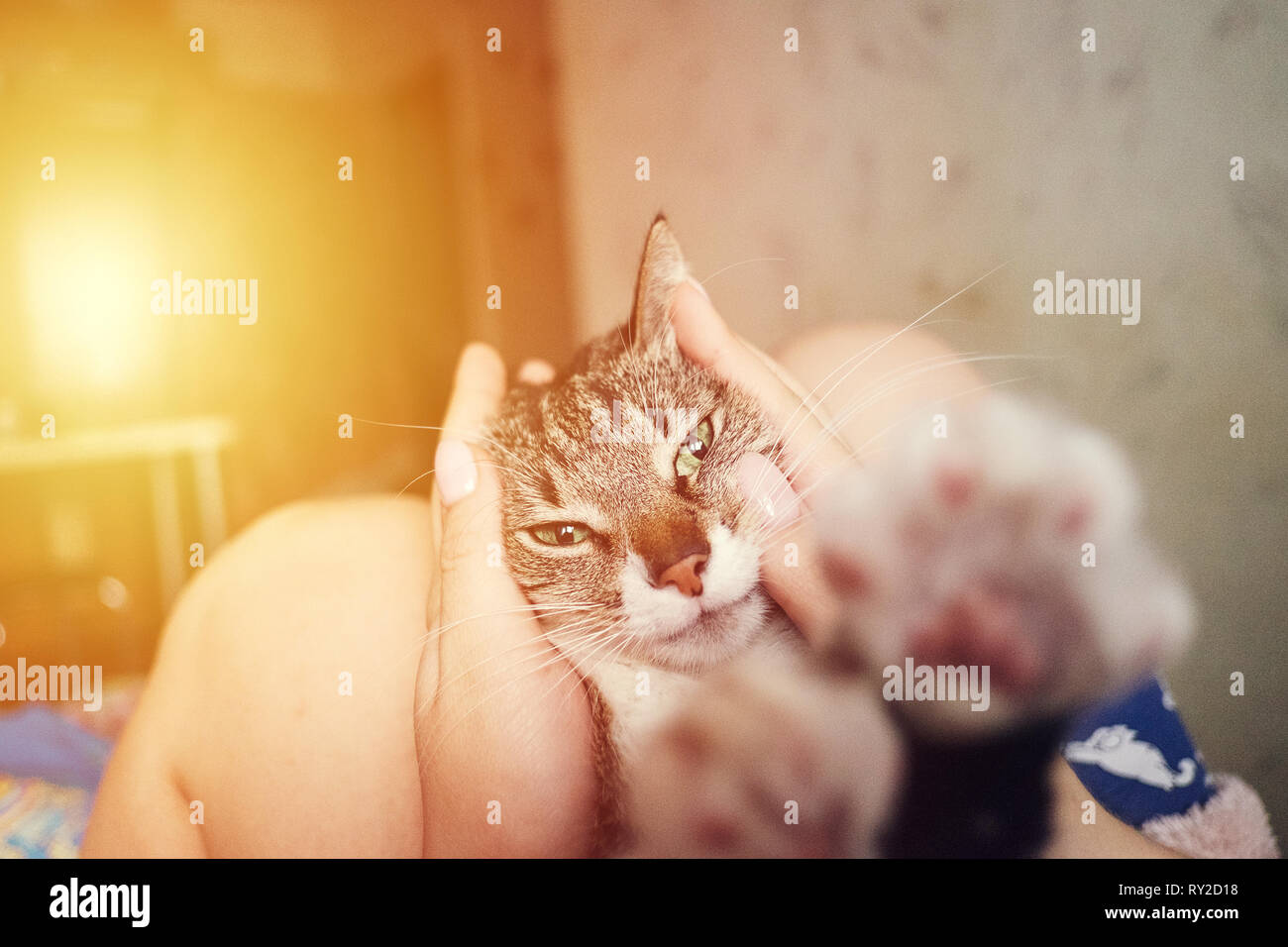 funny face of cat, boss is messing with cat Stock Photo - Alamy