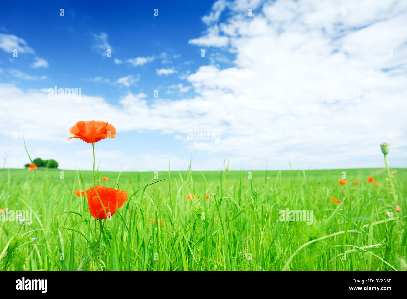 Beautiful poppies on green field with blue sky and clouds in background ...