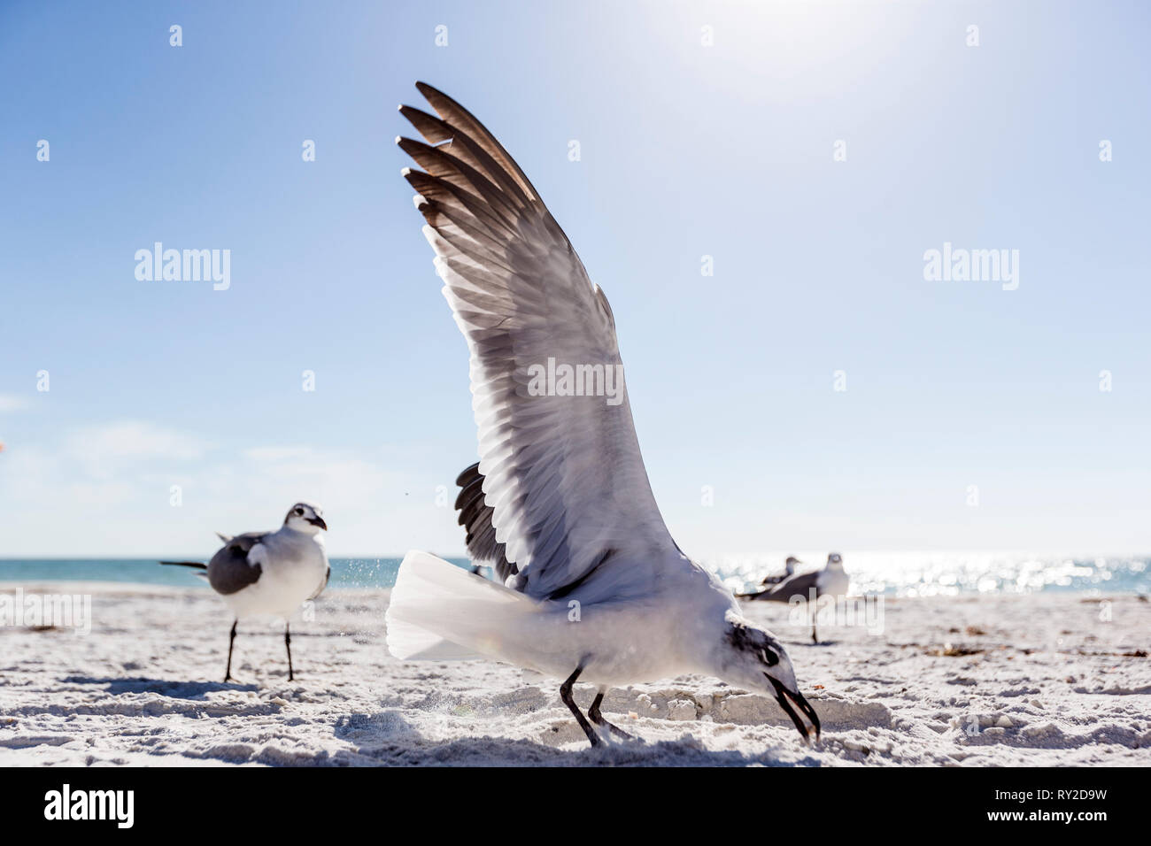 Moeven streiten sich uem das Essen am Strand bei THEMENBILD Florida, 02 ...