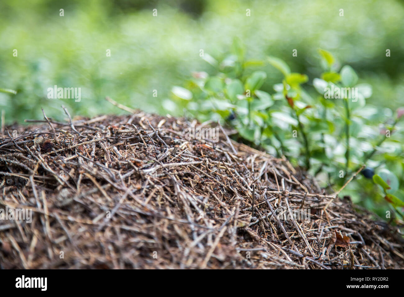 Closeup picture of an anthill in the forest Stock Photo - Alamy