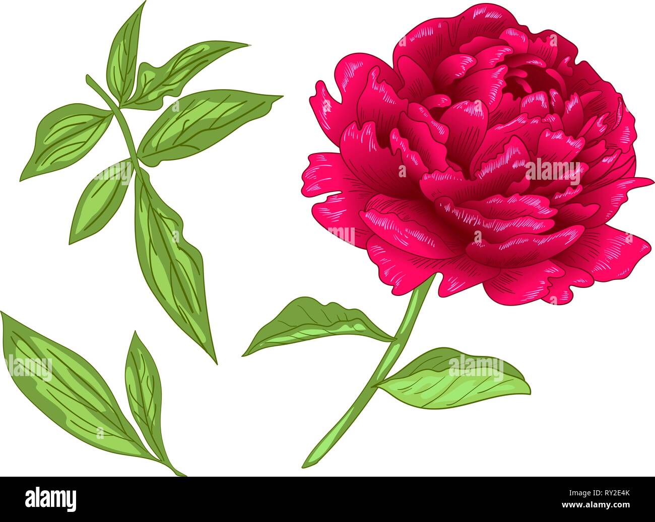 Vector Red Peony floral botanical flower. Red and green engraved ink ...