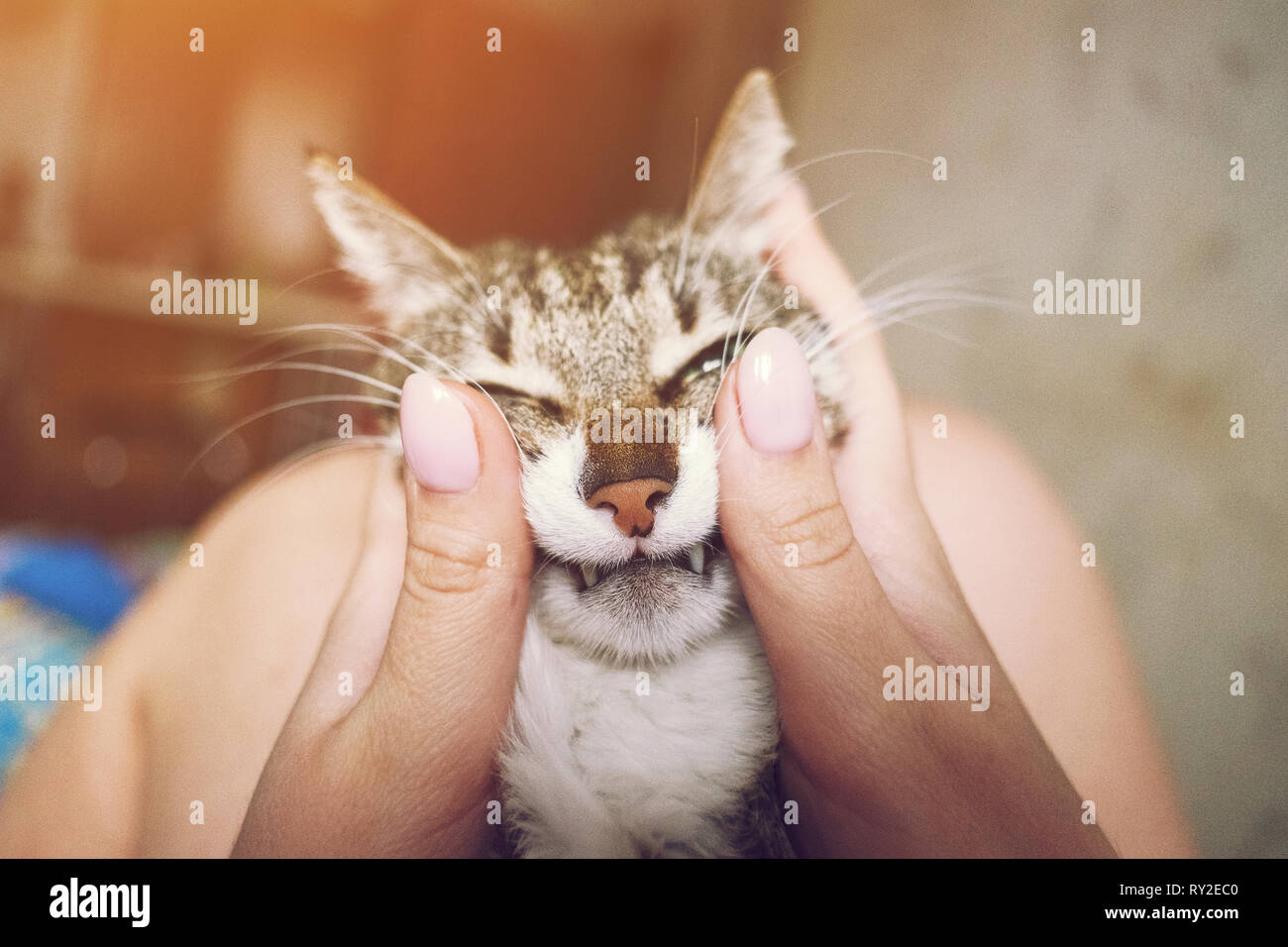 funny face of cat, boss is messing with cat Stock Photo - Alamy