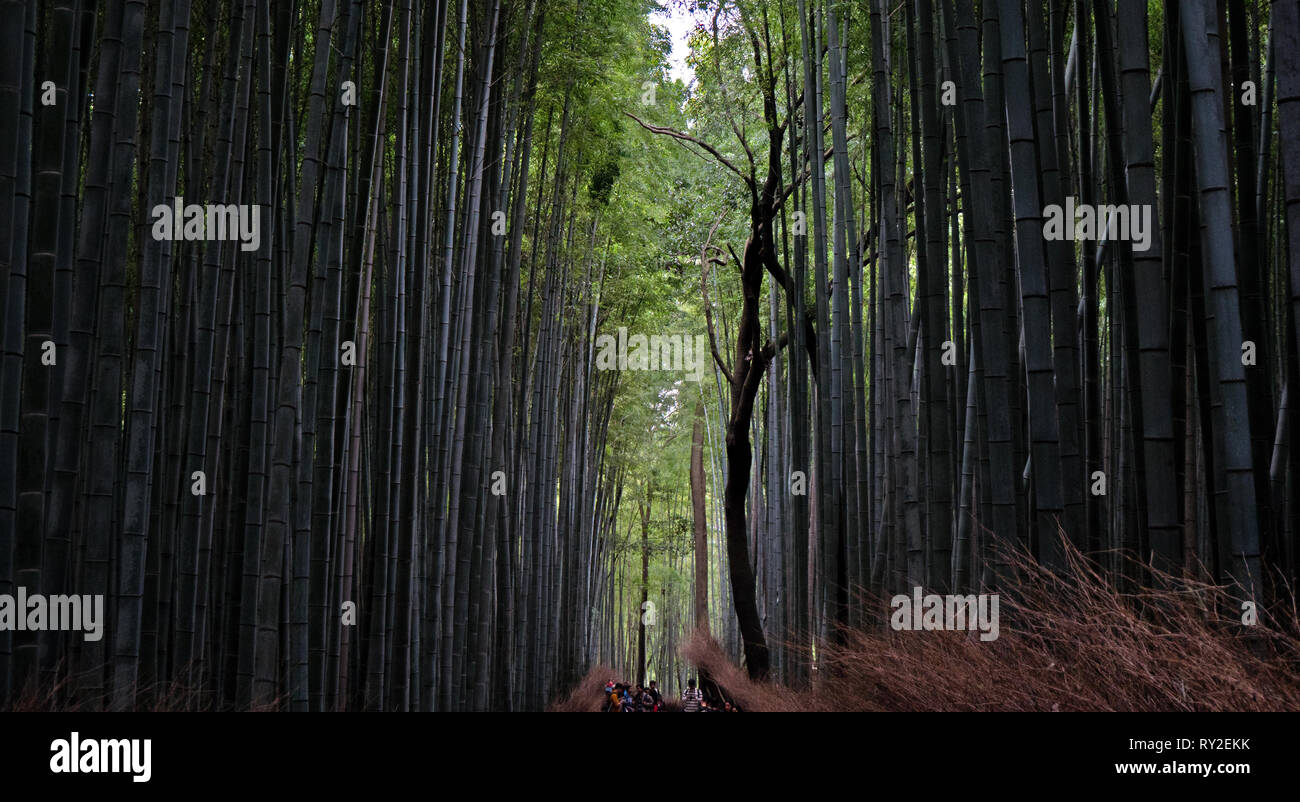 Pathway in bamboo forest hi-res stock photography and images - Alamy