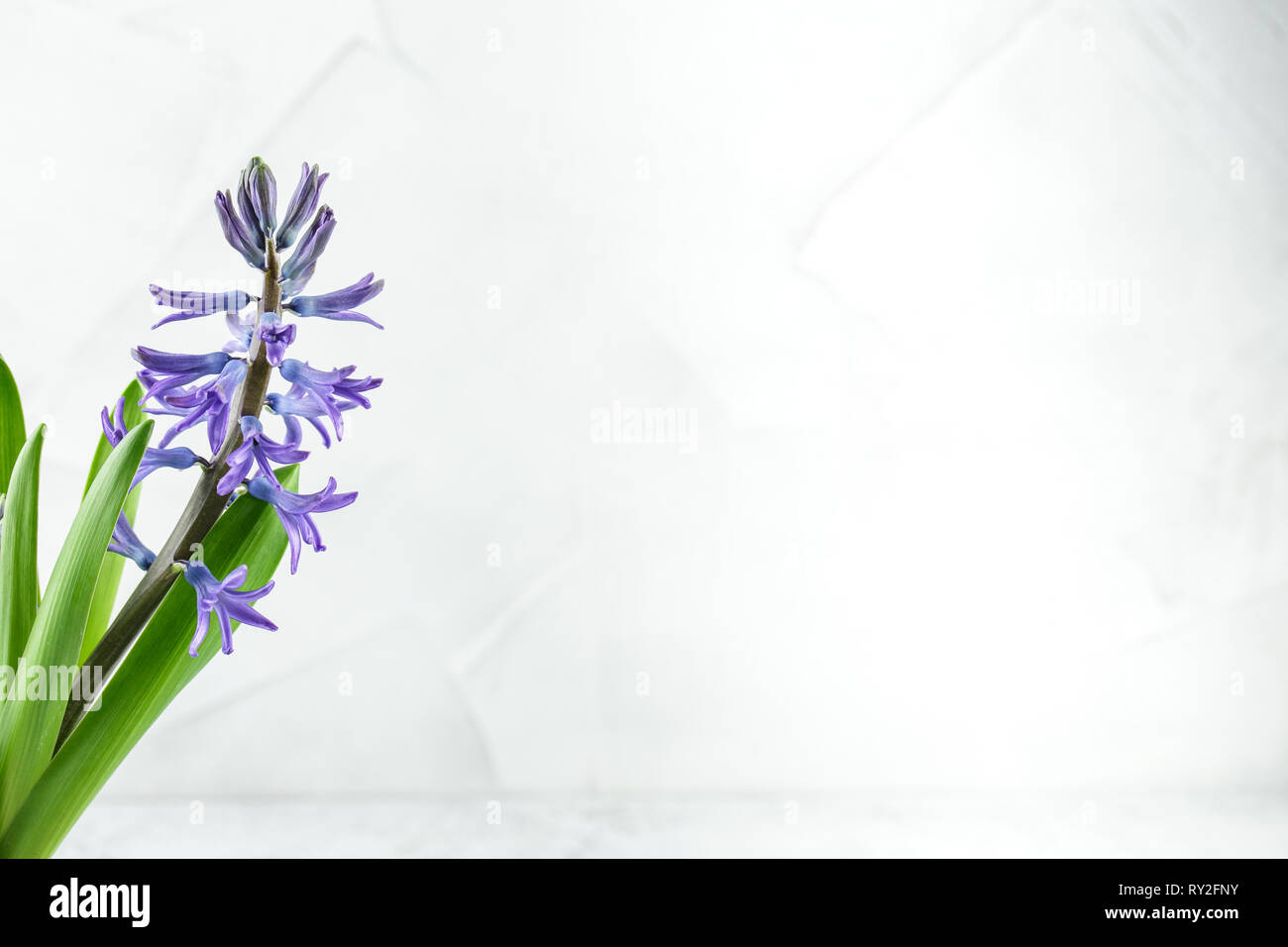 Light Blue hyacinth flower on white background, spring bulbs in bloom ...