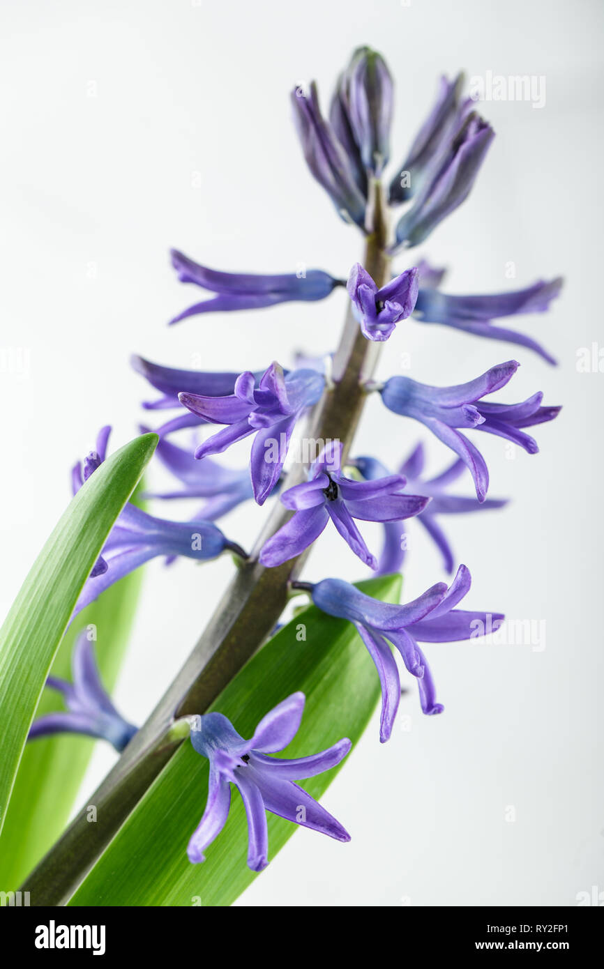 Light Blue hyacinth flower on white background, spring bulbs in bloom ...
