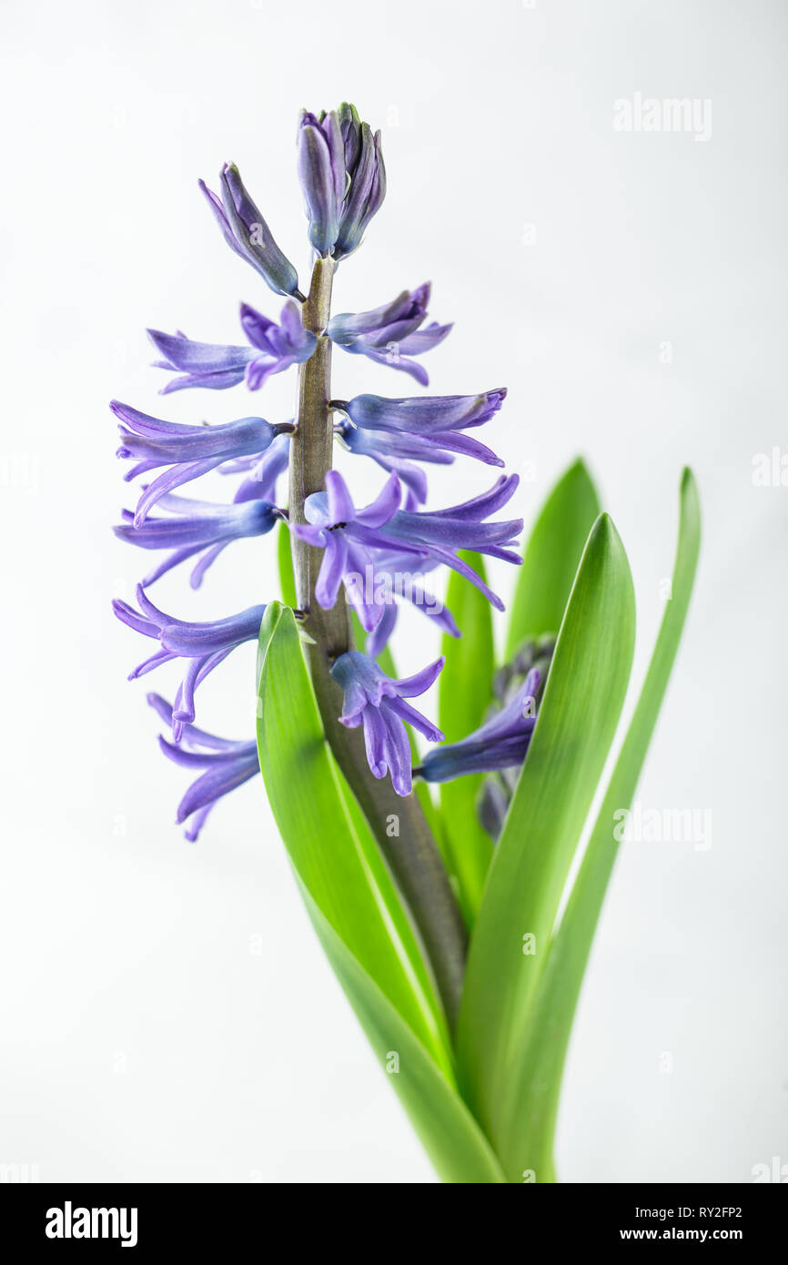 Light Blue hyacinth flower on white background, spring bulbs in bloom ...