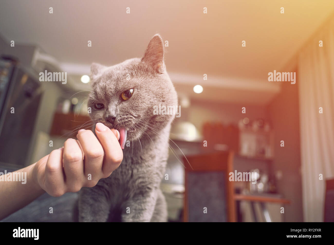 cat caresses about the hand of woman, close up, owner is stroking cat ...