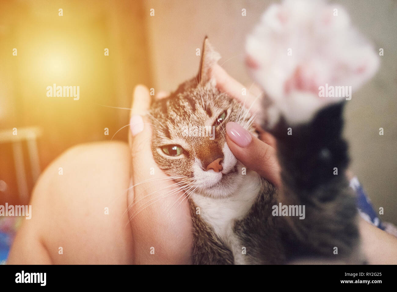 funny face of cat, boss is messing with cat Stock Photo - Alamy