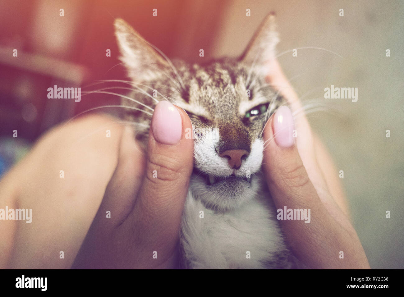 funny face of cat, boss is messing with cat Stock Photo - Alamy