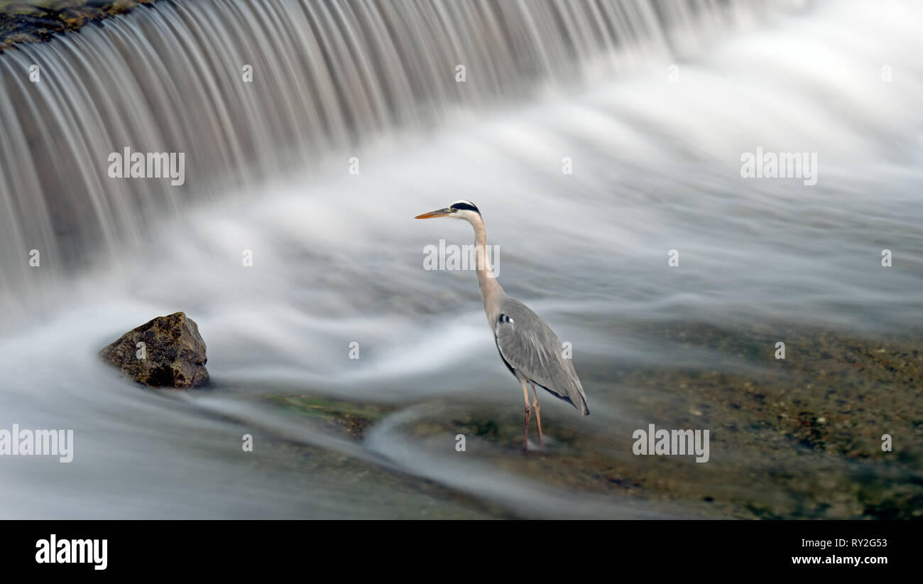A crane waits for a fish to catch in a river in Japan. The long ...