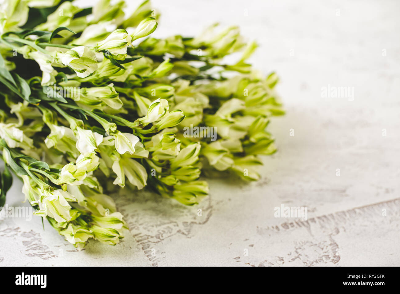 Beautiful flowers of green Alstroemeria on white background Stock Photo ...