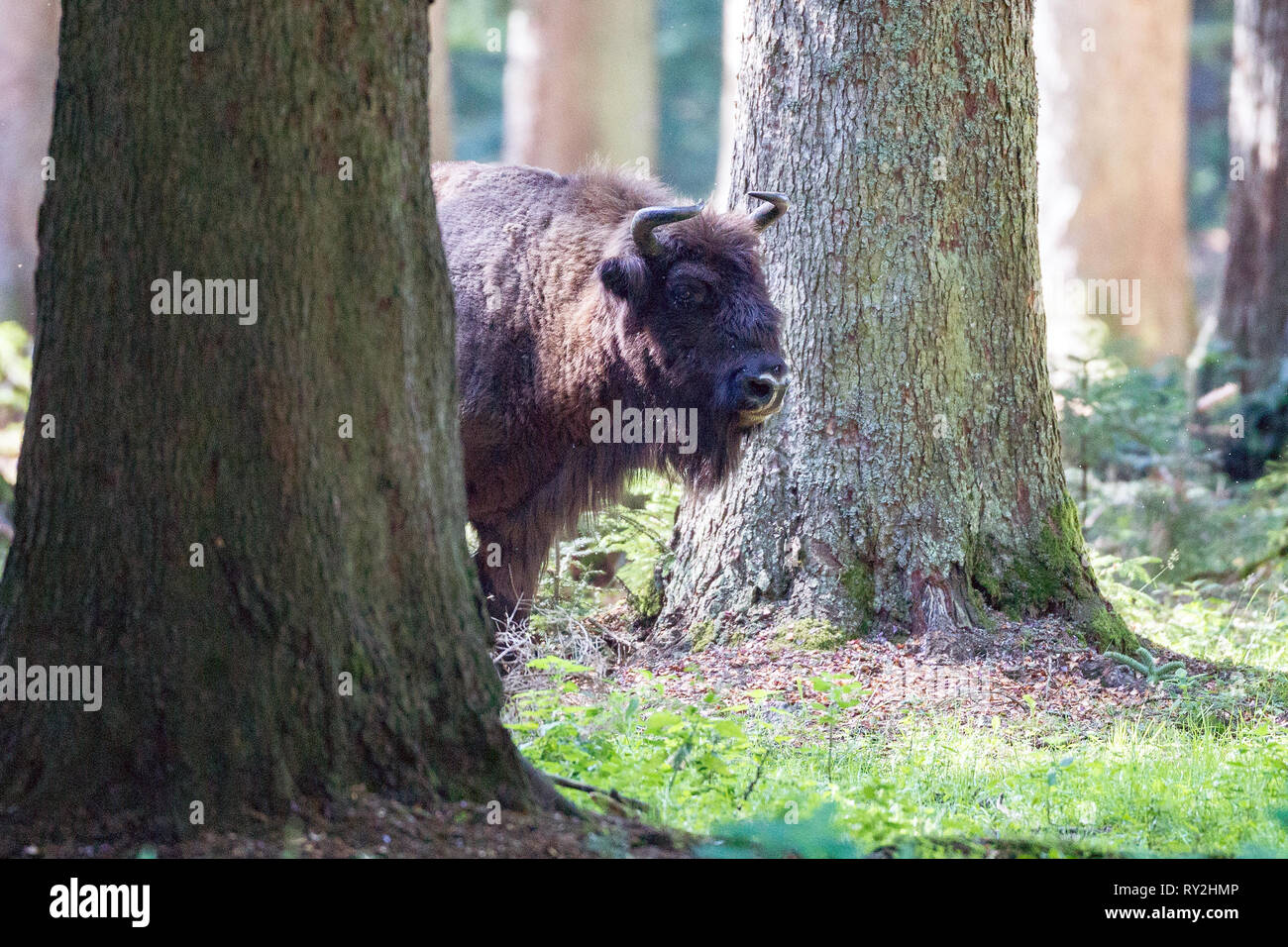 Bovini High Resolution Stock Photography and Images - Alamy