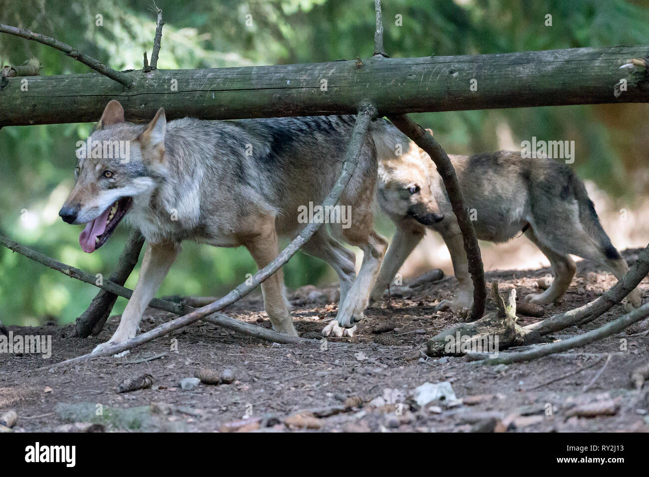 Woelfe hi-res stock photography and images - Alamy