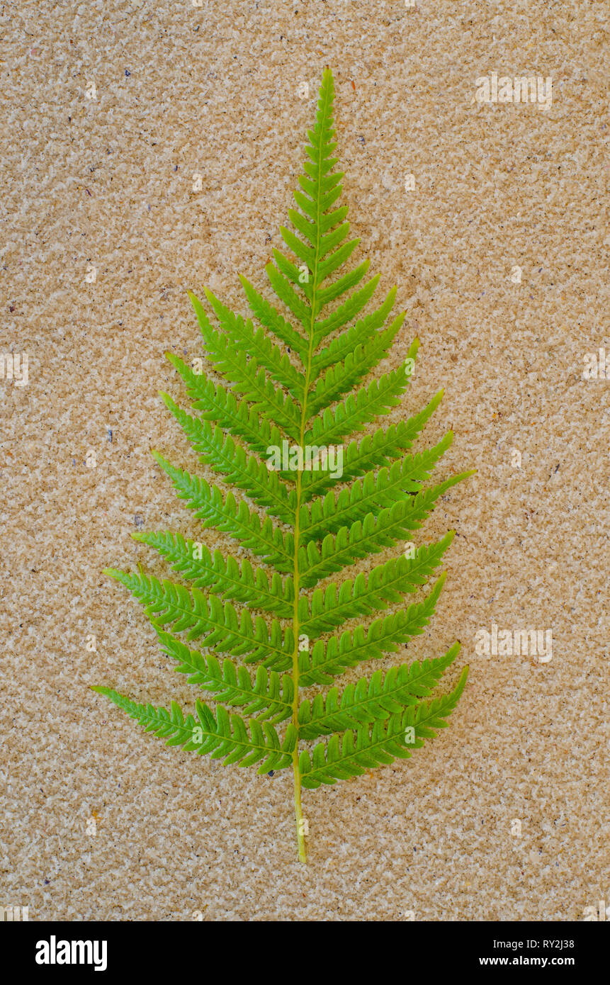 A contrast of colour and texture is created by placing a green fern ...