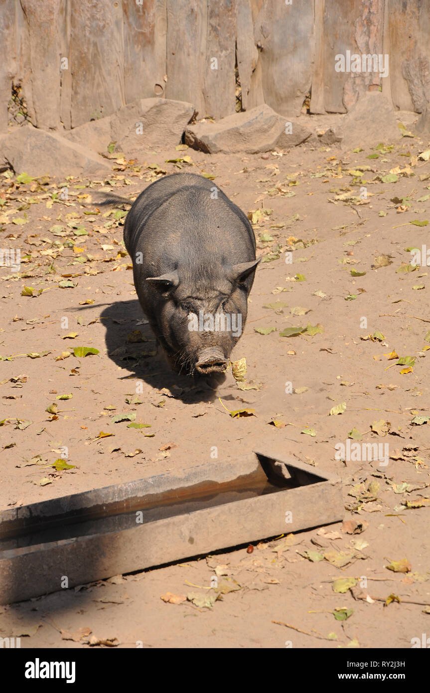 Pig fat hi-res stock photography and images - Alamy