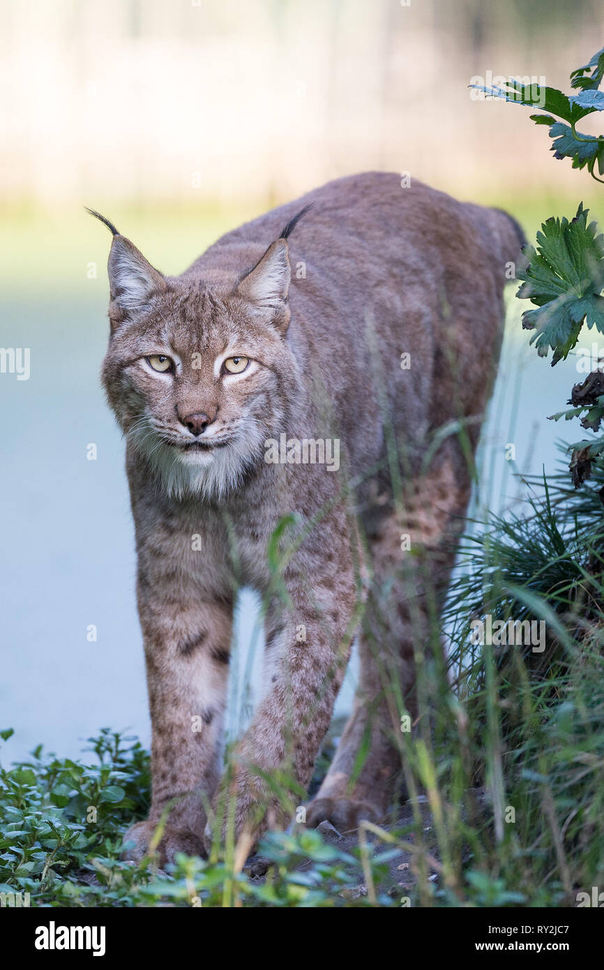 Luchs hi-res stock photography and images - Alamy