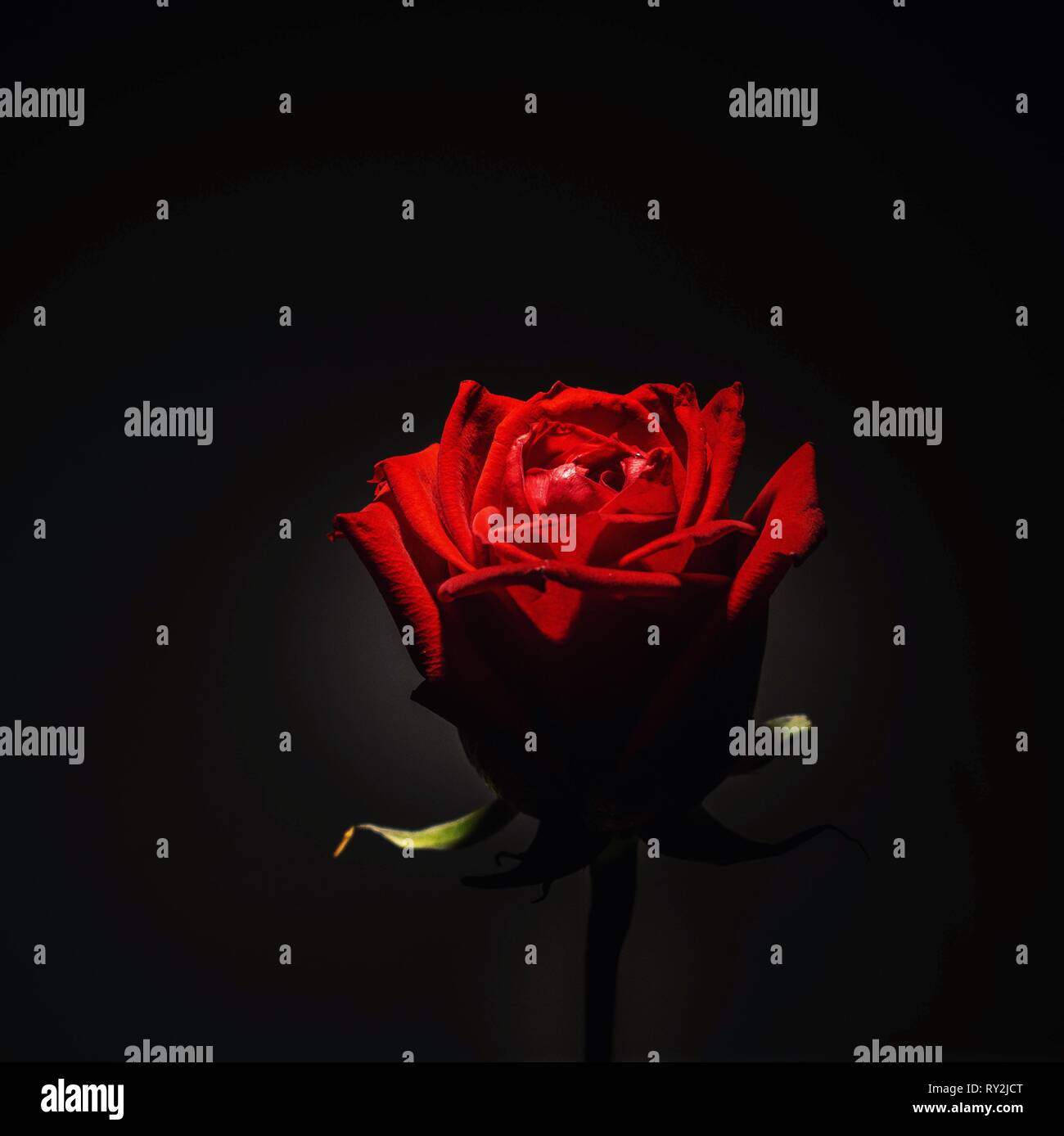 Close up photo of rose with dramatic black background Stock Photo - Alamy
