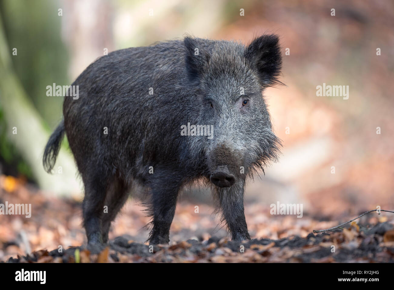 Wildschwein hi-res stock photography and images - Alamy