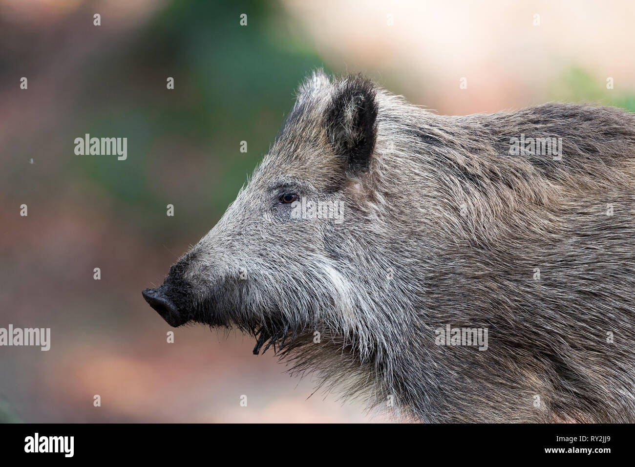 Wildschwein fell hi-res stock photography and images - Alamy
