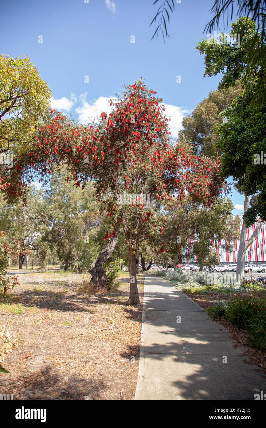 Australian bottlebrush tree flowers hi-res stock photography and images ...