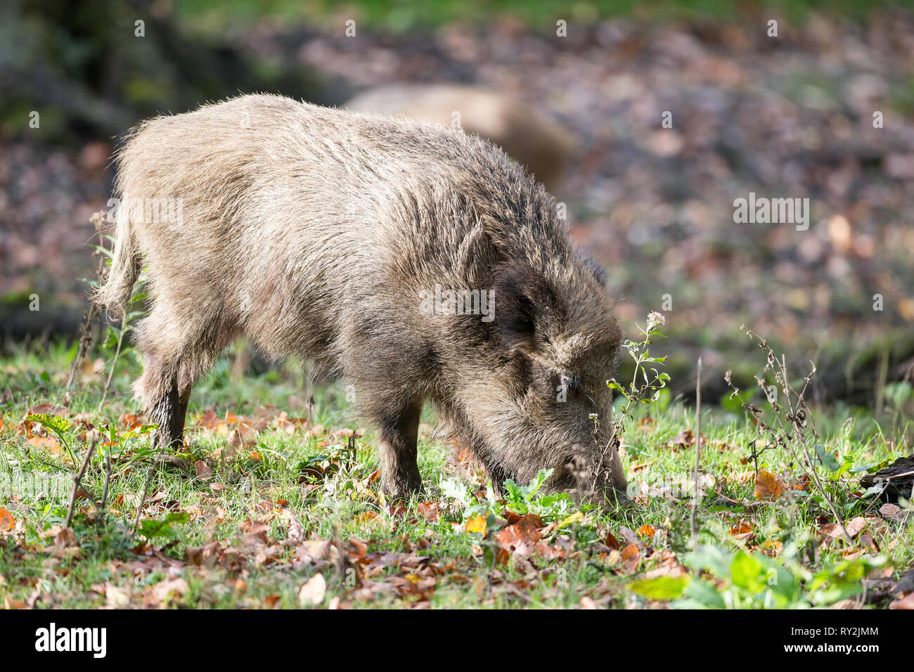 Wildschwein fell hi-res stock photography and images - Alamy